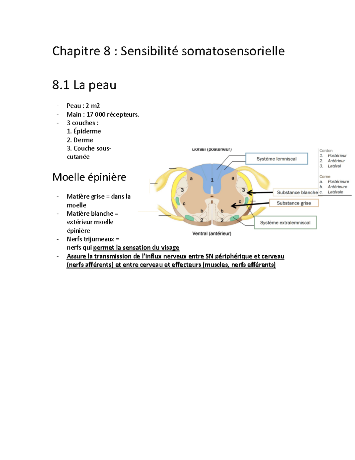 Notes examen 3 perception - Chapitre 8 : Sensibilité somatosensorielle ...