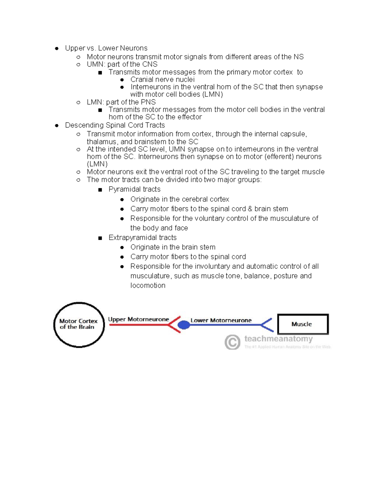 Upper vs. lower neurons - Upper vs. Lower Neurons Motor neurons ...