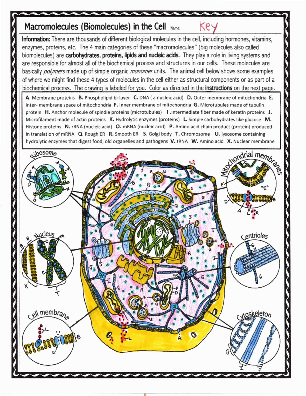 Macromolecules in the cell answer key in color final - BIOL 203 - Studocu
