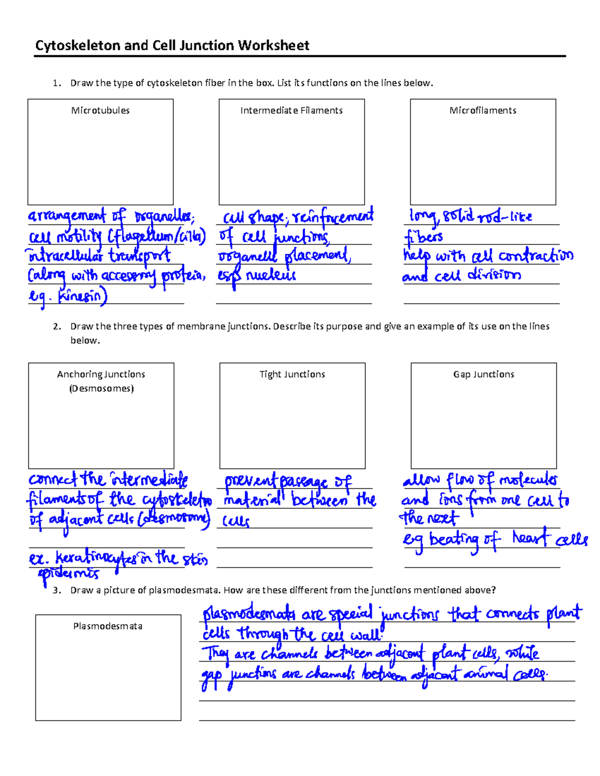 Learning Assignment 4 worksheet - Cytoskeleton and Cell Junction ...