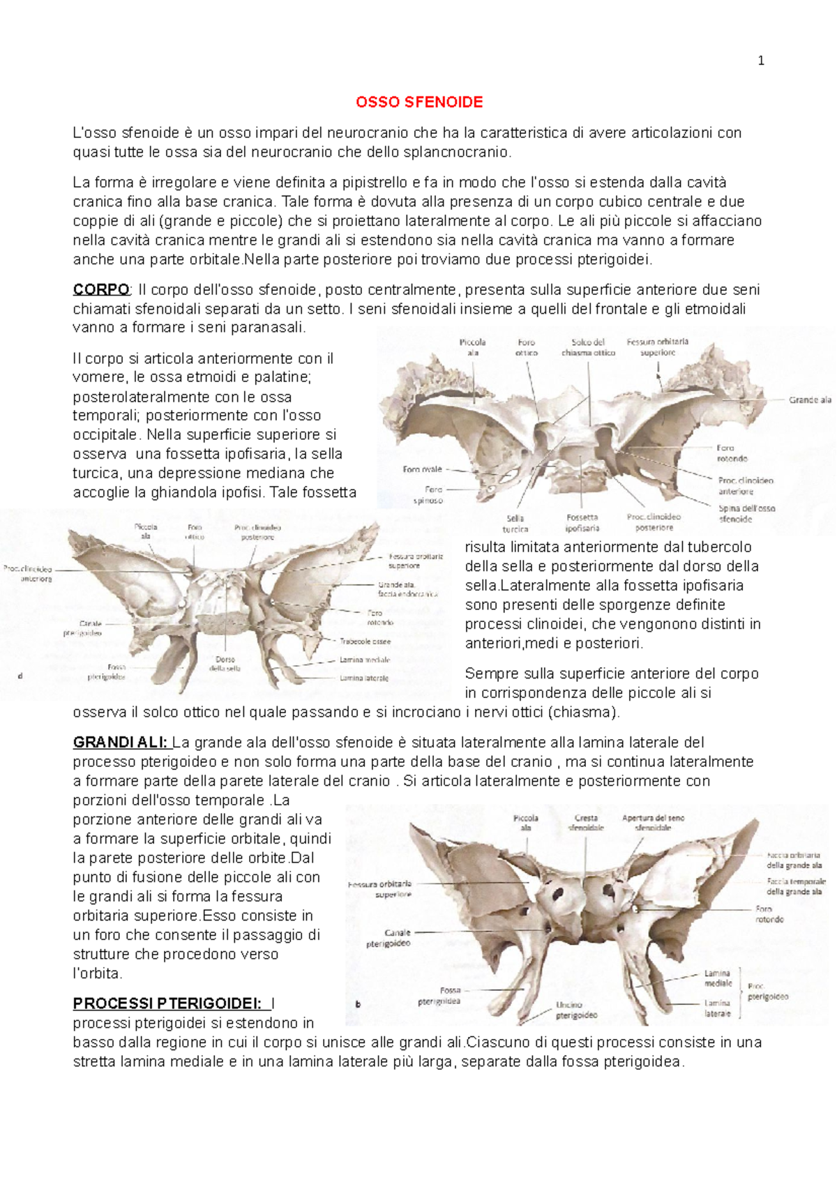 Anatomia Testa Collo - OSSO SFENOIDE L’osso sfenoide è un osso impari ...