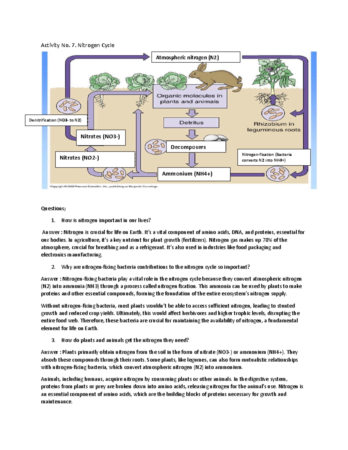 Nitrogen Cycle - Activity No. 7. Nitrogen Cycle Questions; 1. How is ...
