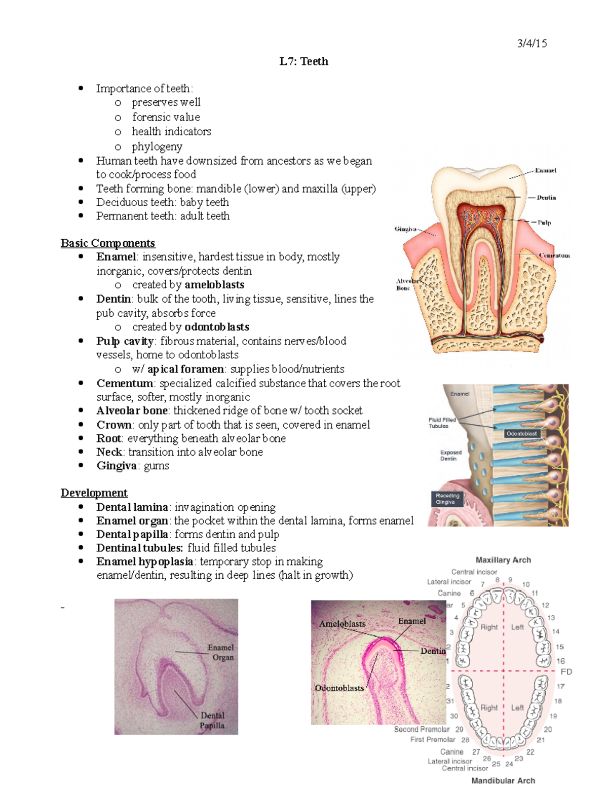L7 Teeth - Lecture notes 7 - 3/4/15 L7: Teeth Importance of teeth: o ...