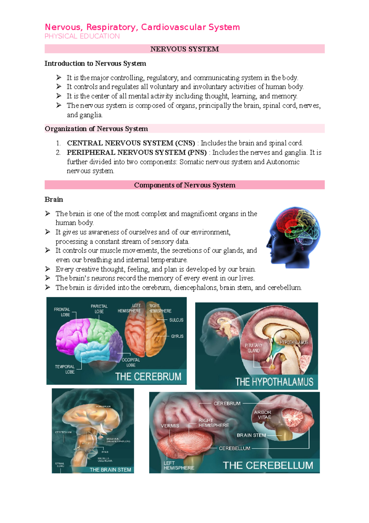 Nervous, Respiratory, Cardiovascular System - PHYSICAL EDUCATION ...