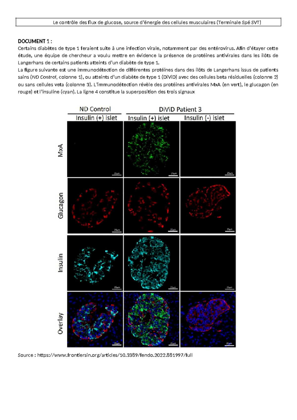 Sujet - Contr ôle des flux de glucose (Tle Sp é SVT) - Le contrôle ... Sujet - Contr ôle des flux de glucose (Tle Sp é SVT) - Le contrôle ...