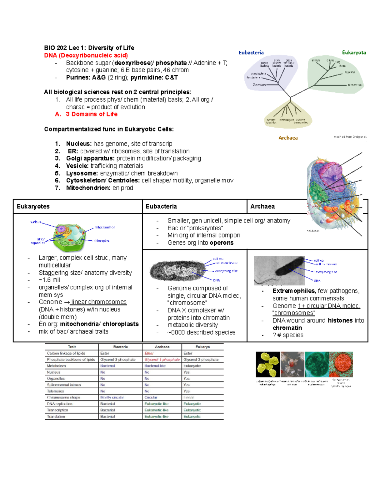 BIO 202 Lec 1 Diversity of Life - BIO 202 Lec 1: Diversity of Life DNA ...
