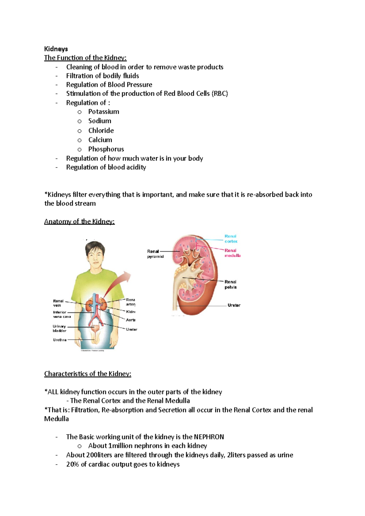 Kidneys - Lecture notes 14 - Kidneys The Function of the Kidney ...