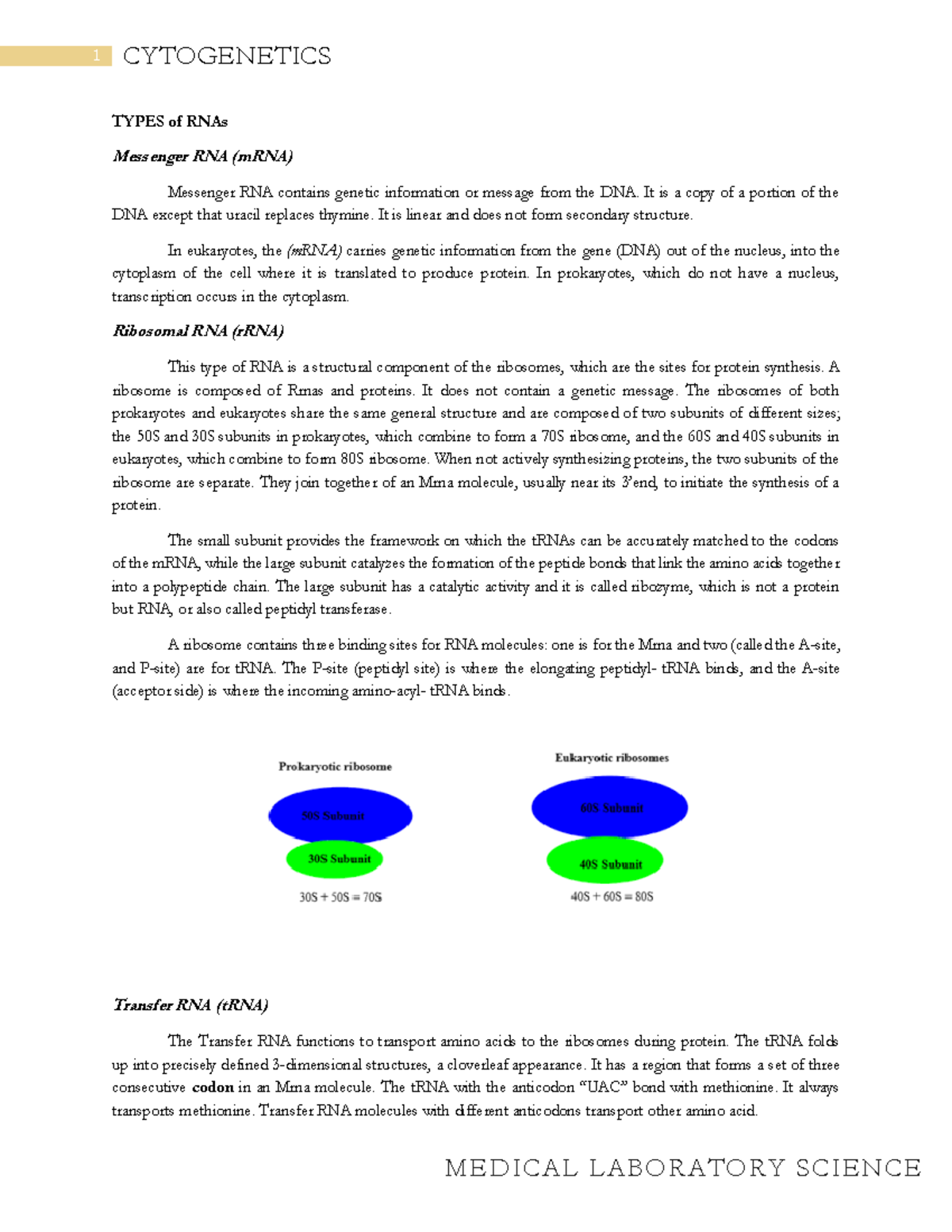 Types OF RNA Module - Lecture notes 3 - TYPES of RNAs Messenger RNA ...