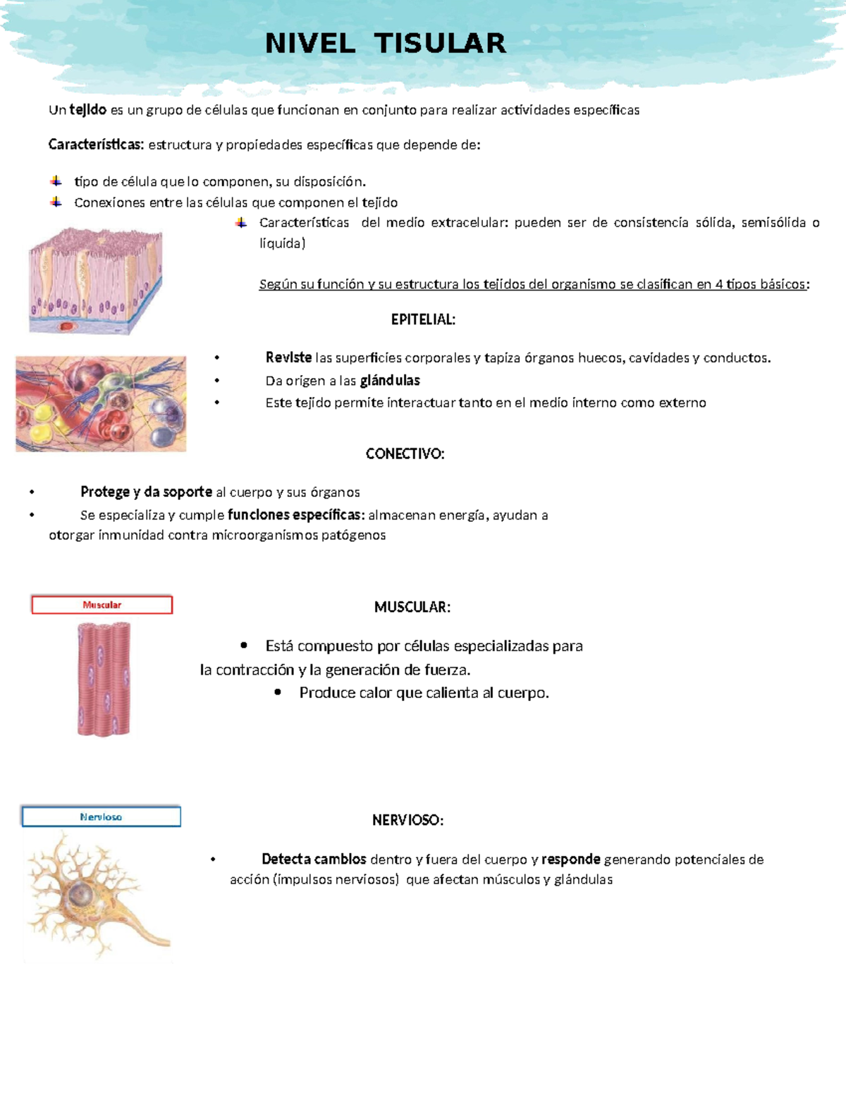 Nivel tisular resumen 4 - Un tejido es un grupo de células que ...