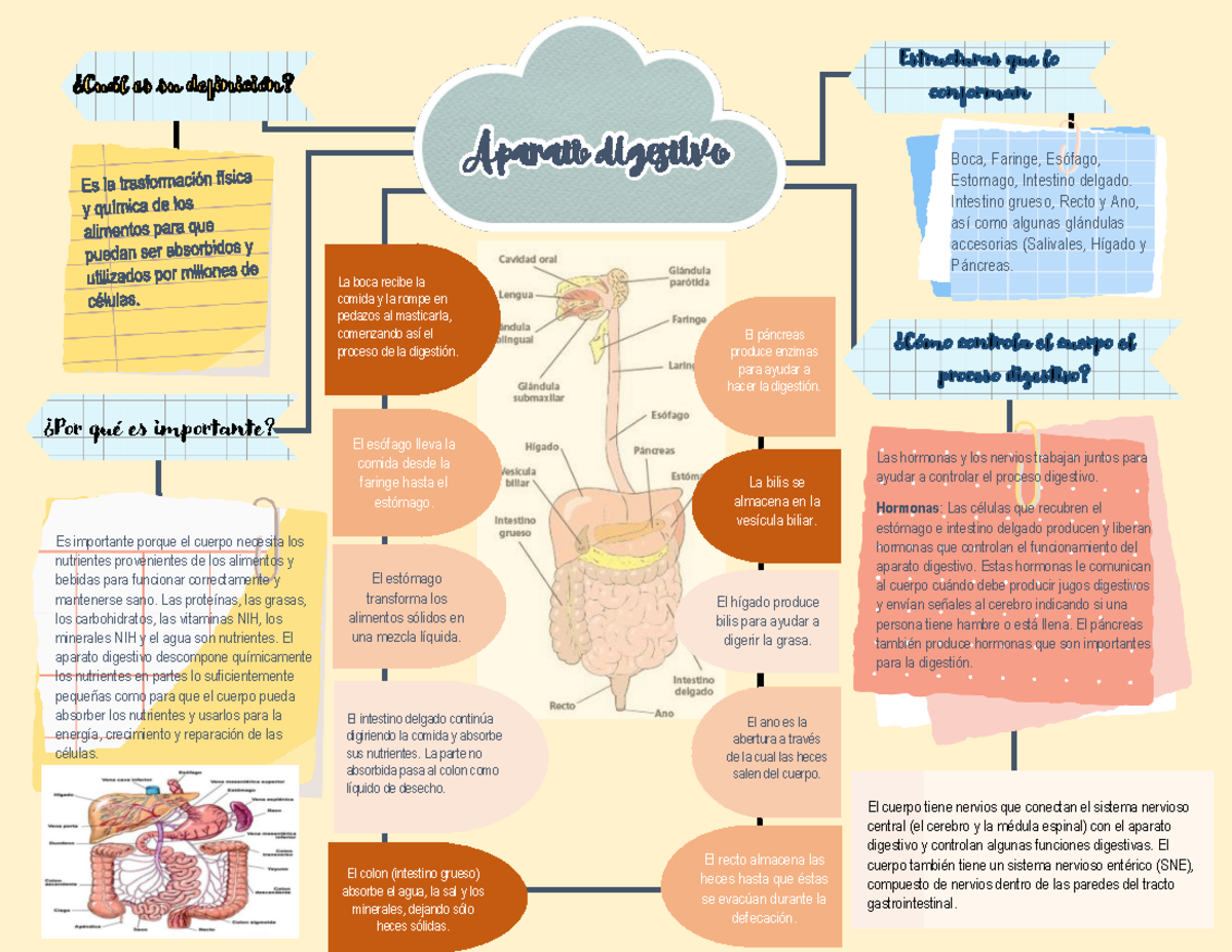 aparato digestivo - Boca, Faringe, Esófago, Estomago, Intestino delgado ...