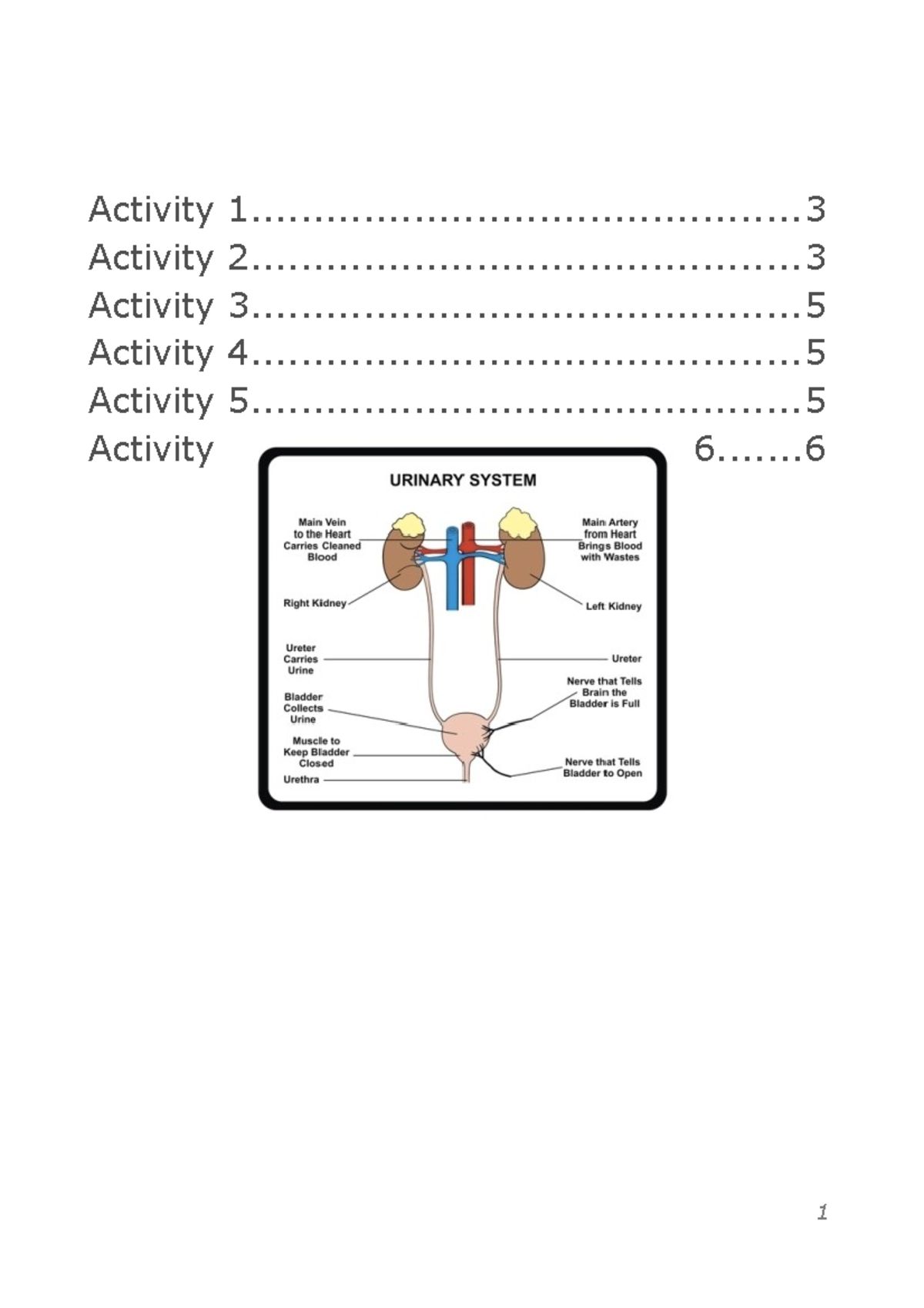 Activity urinary system - Activity 1 ...