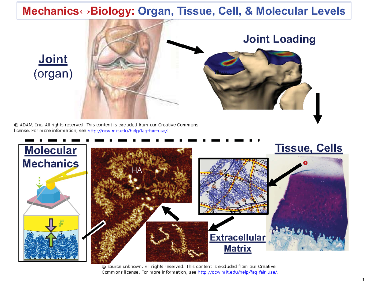 Biology notes (14) - Joint Loading Joint (organ) Mechanics Biology ...