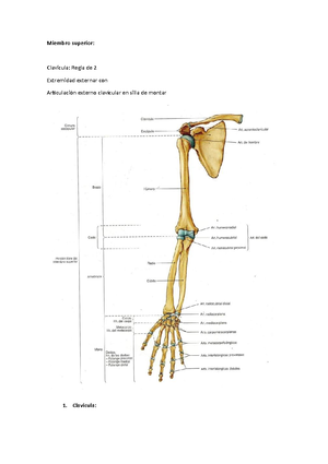 Atlas de Anatomia Humana Netter 6a Oído - Vía de recepción del sonido Y ...