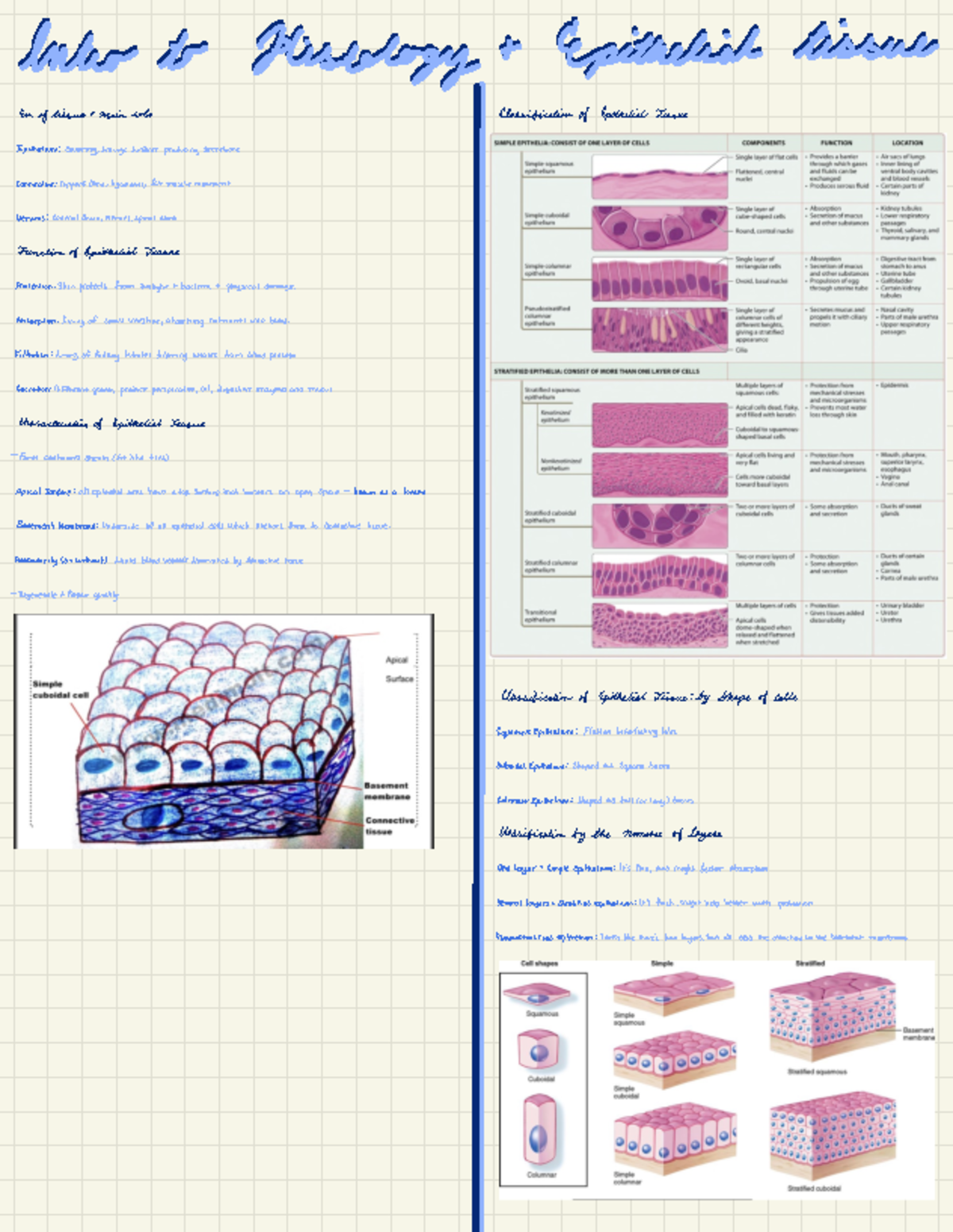 Intro to histology and epithelial tissues - Alter to histologyogy ...