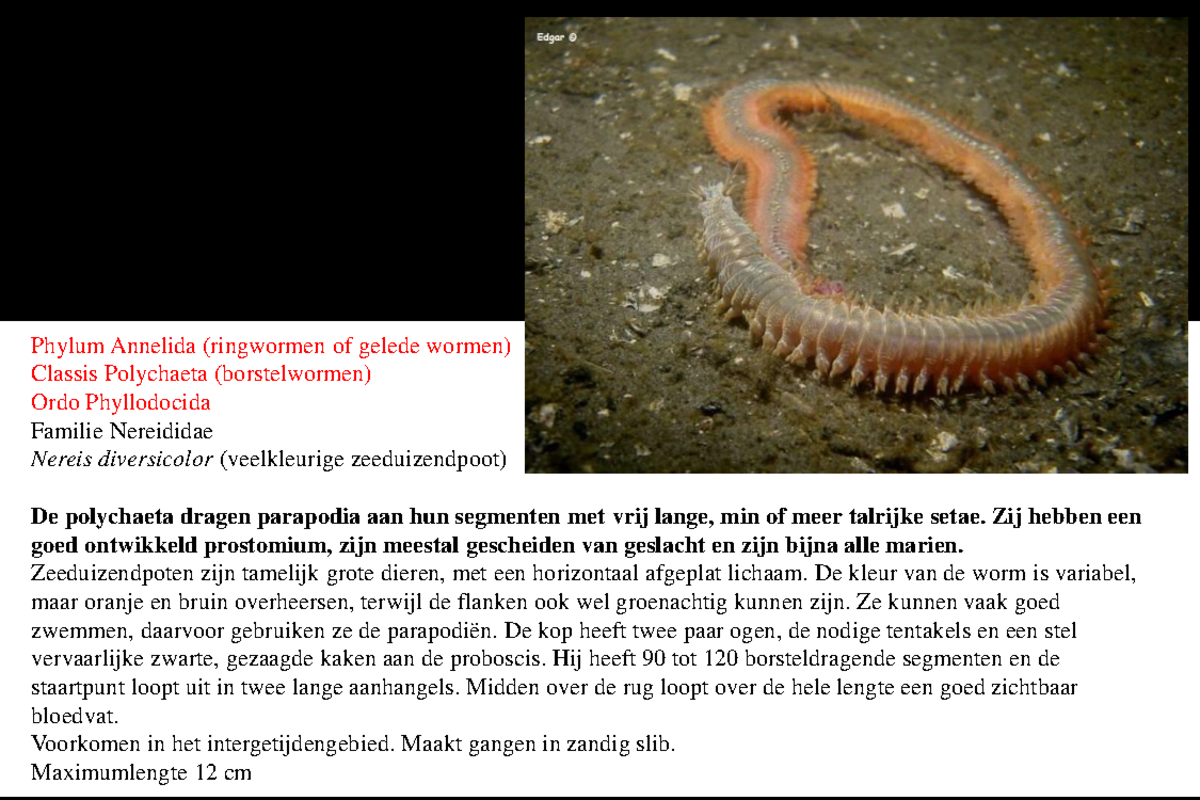 Reeks annelida echinodermata 2021 - Phylum Annelida (ringwormen of ...