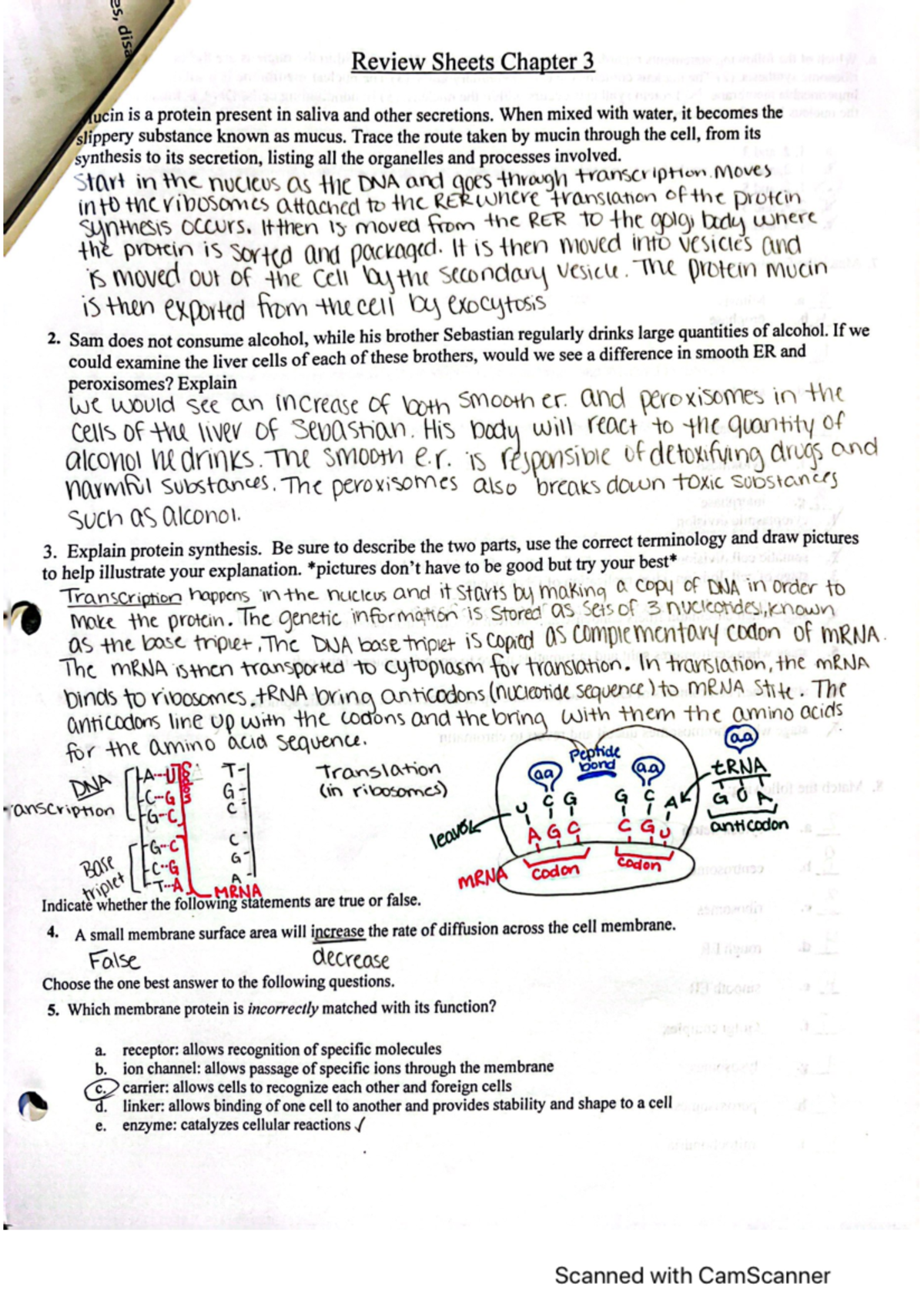 Chapter 3 Review Sheets - BIOL 141 - Studocu