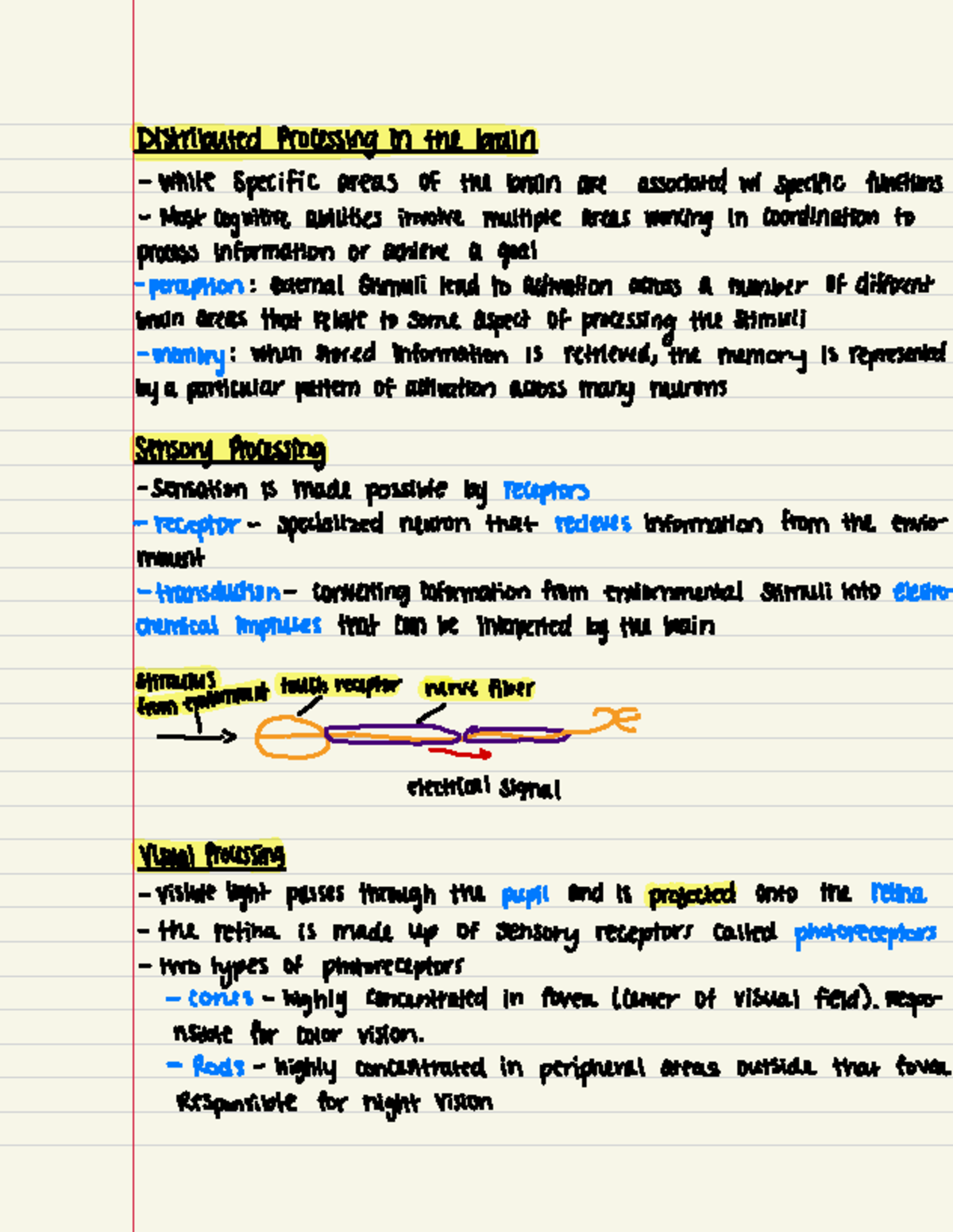 Sensation And Perception 2 - Distributed Processing in the brain While ...