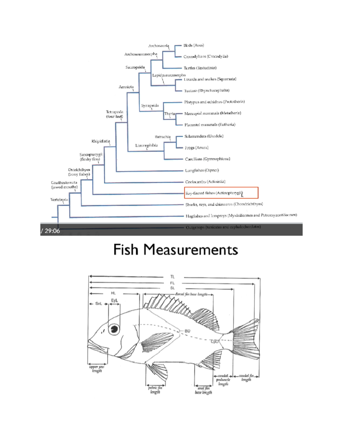 FORS2355 Lab 2 Fishes - Fish Measurements -Total length measured from ...