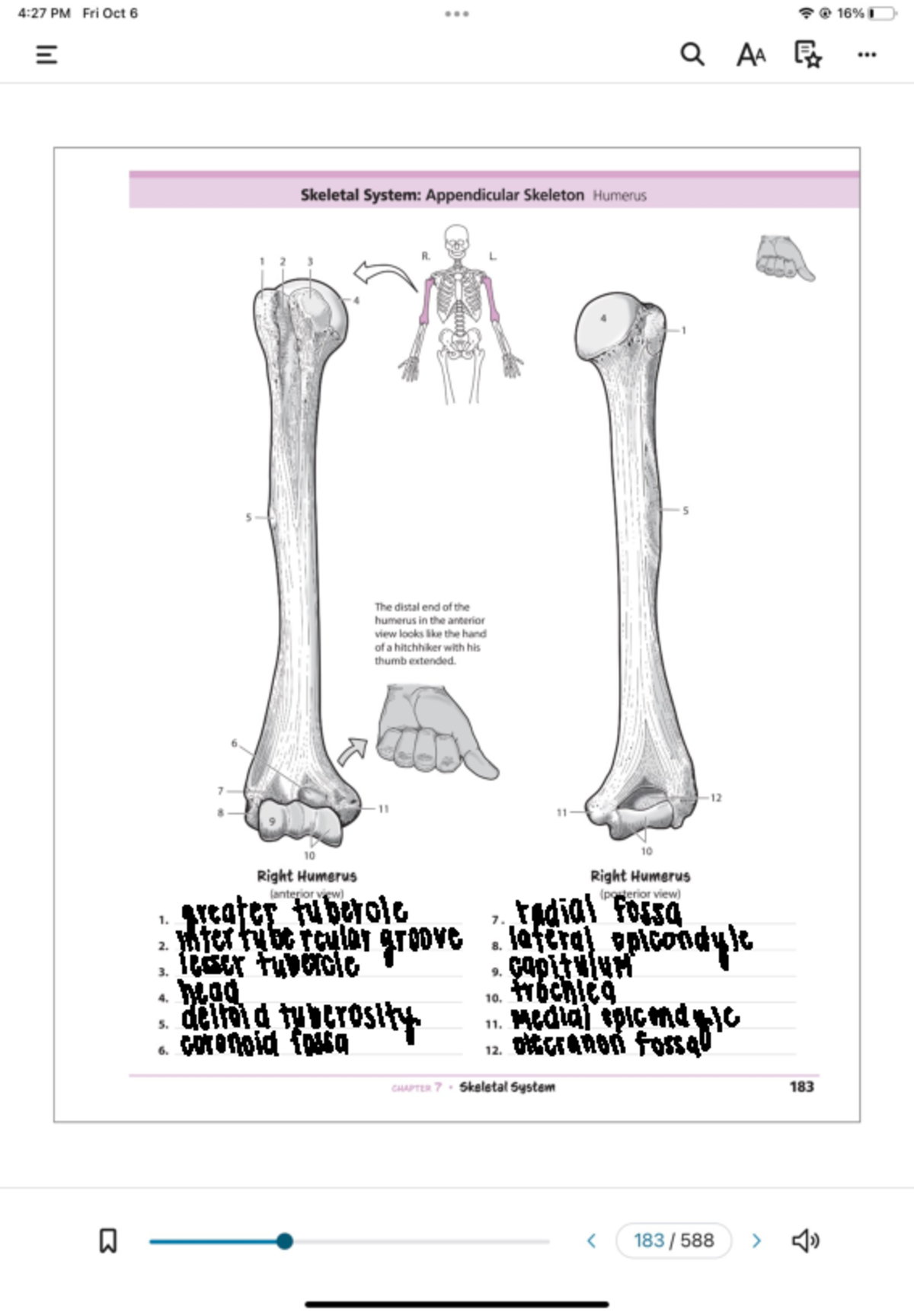 Homework 5 - Appendicular skeleton - BYS 313L - Studocu