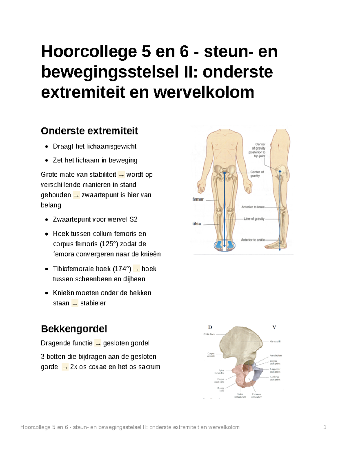 Hoorcollege 5 en 6 - steun- en bewegingsstelsel II onderste extremiteit ...