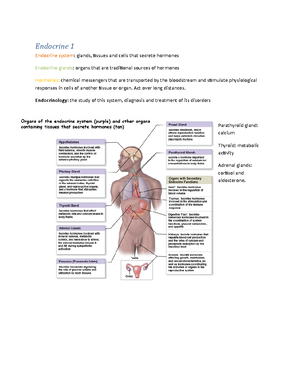 Endocrine System - Answer Key - Ch. 16 – The Endocrine System – ANSWER ...