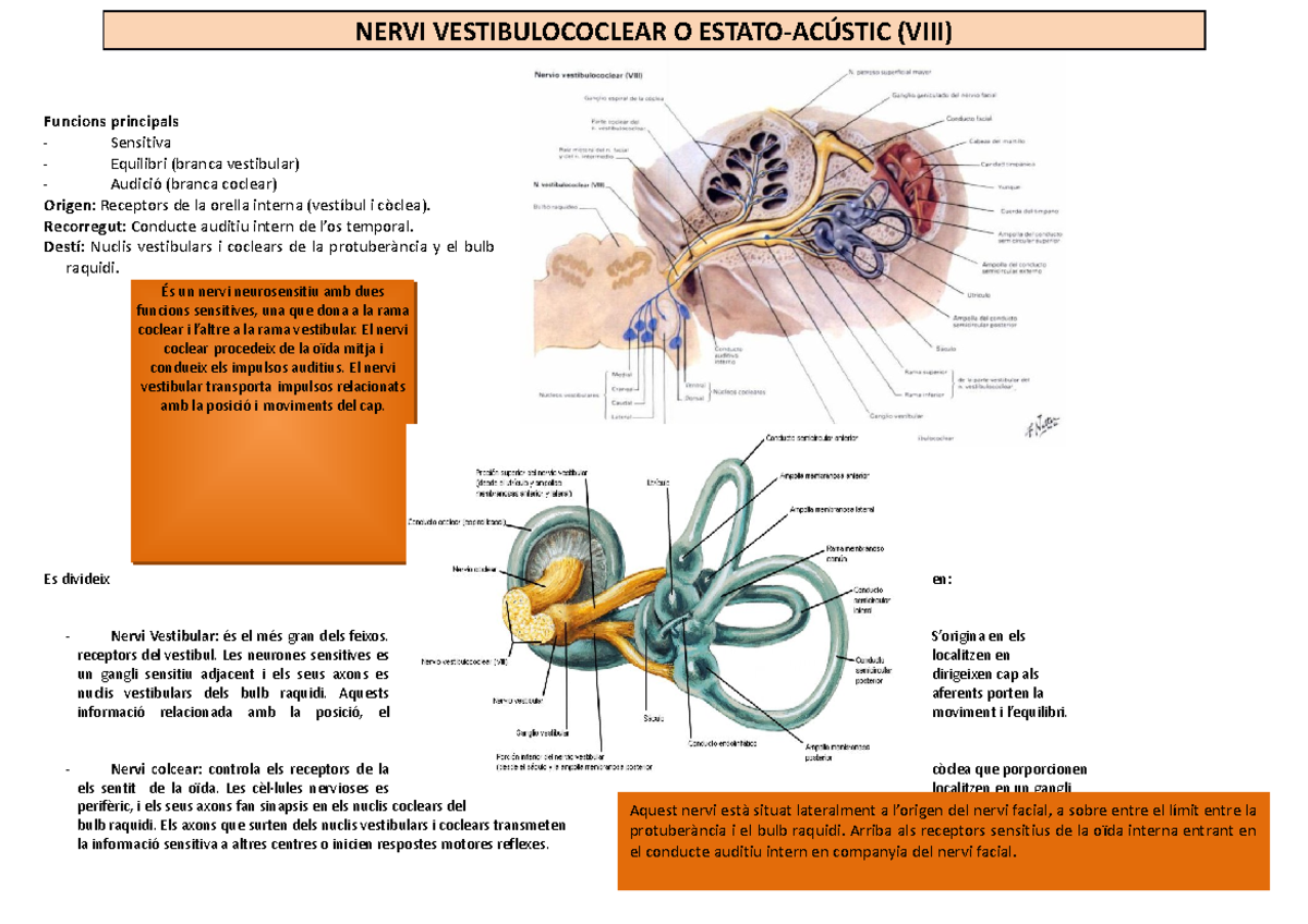 Nervi Vestibulococlear (VIII) - NERVI VESTIBULOCOCLEAR O ESTATO-ACÚSTIC ...
