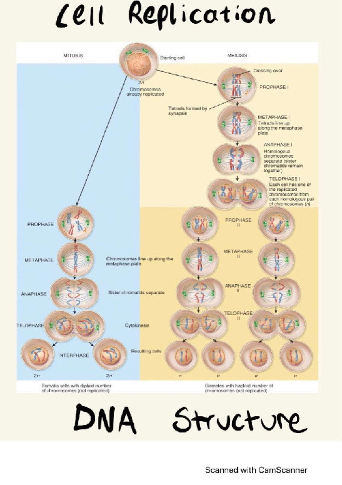 Cell Replication Summaries-1 is good use this - BIO1722 - StuDocu