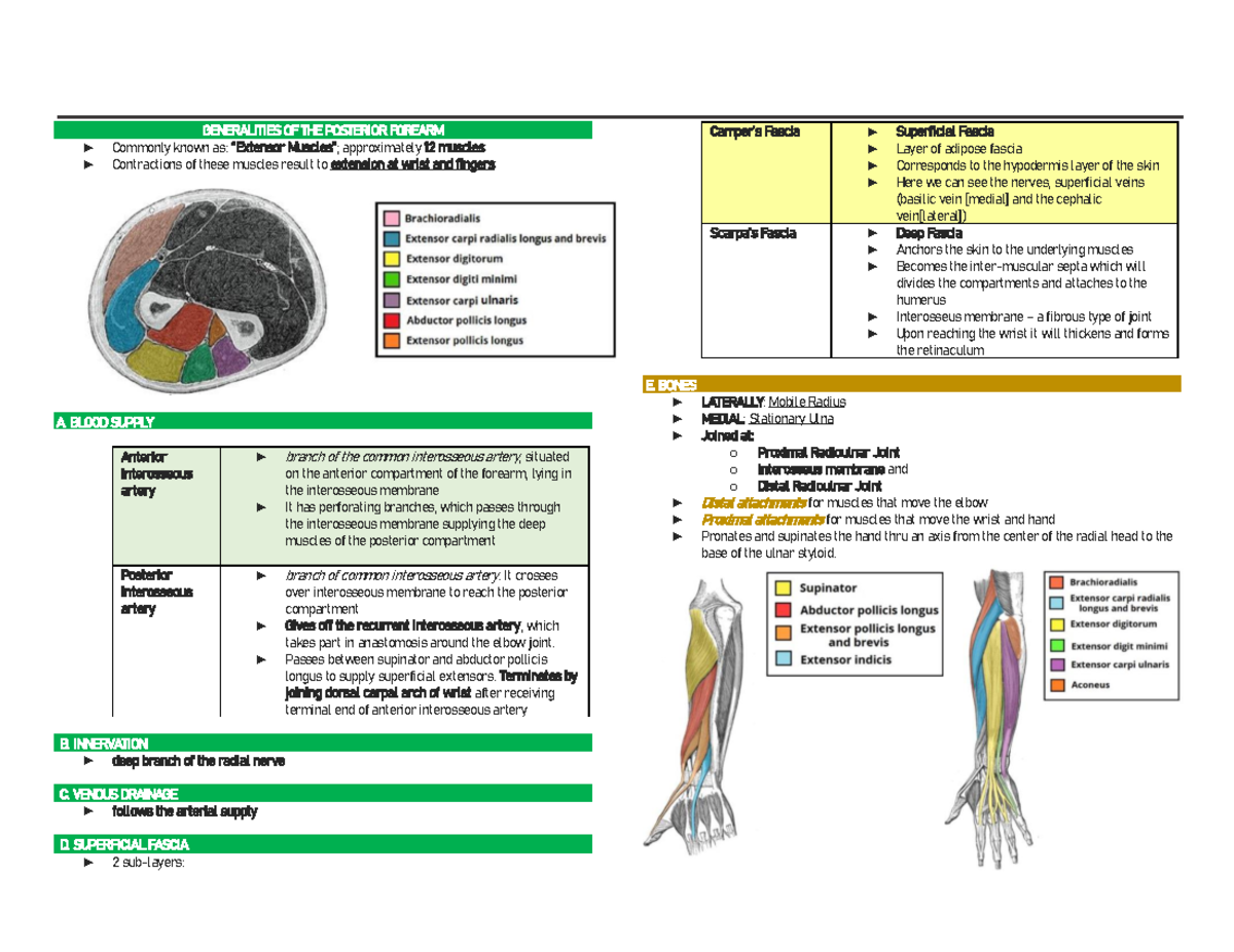 Dorsum of hand and Elbow Joint and wrist - GENERALITIES OF THE ...