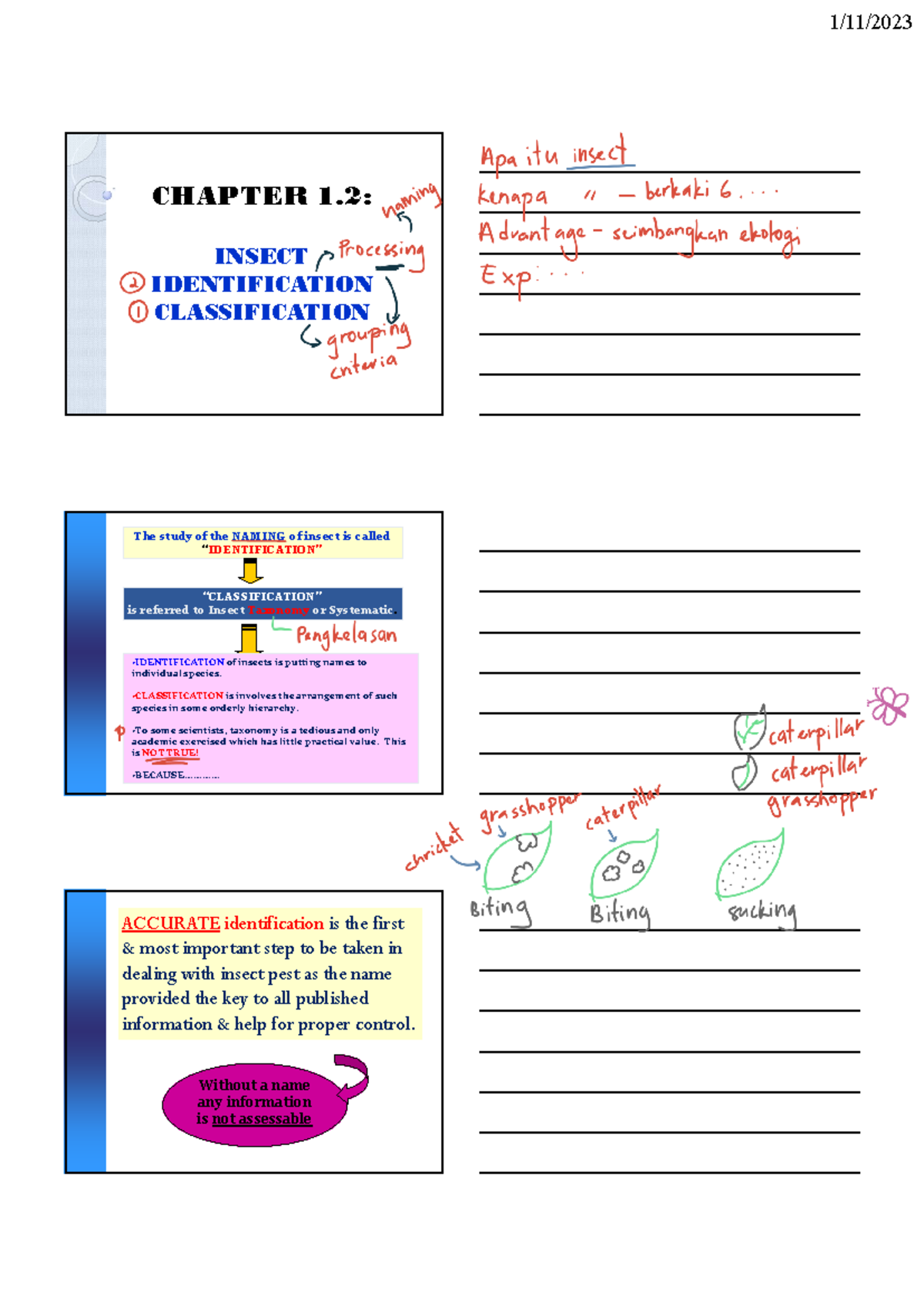 Chapter 12 Identification of Insect Pest Clas 240502 085244f insect ...