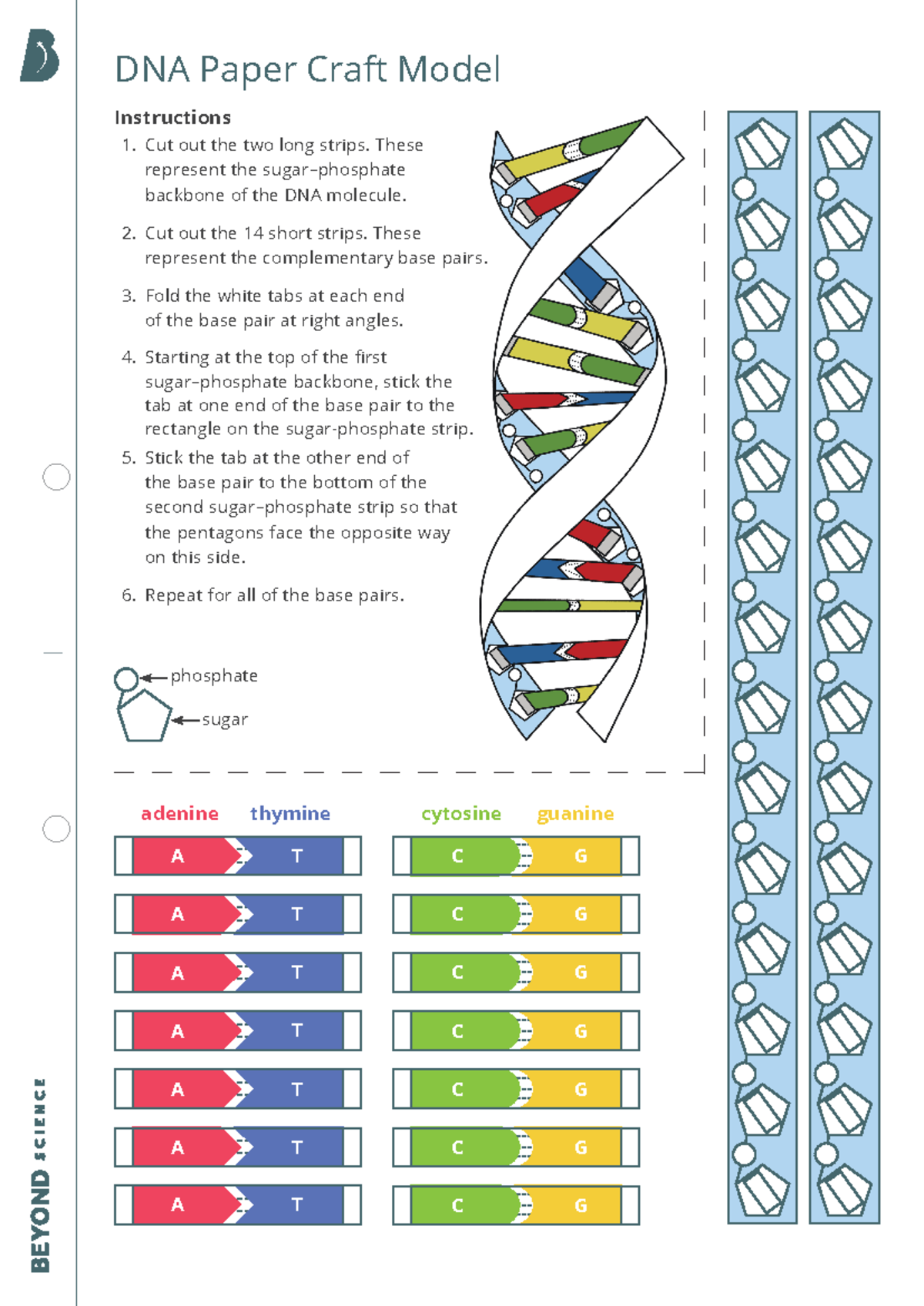 DNA Paper Craft Model - DNA Paper Craft Model Instructions 1. Cut out ...