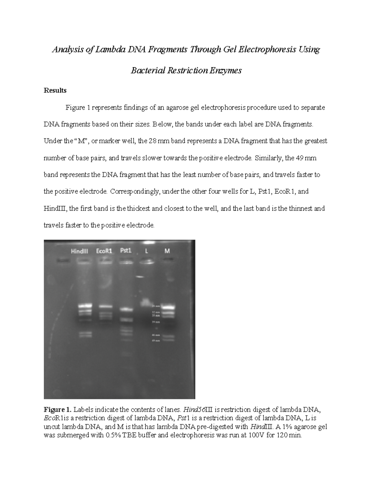 Restriction Enzyme Lab - Analysis of Lambda DNA Fragments Through Gel ...