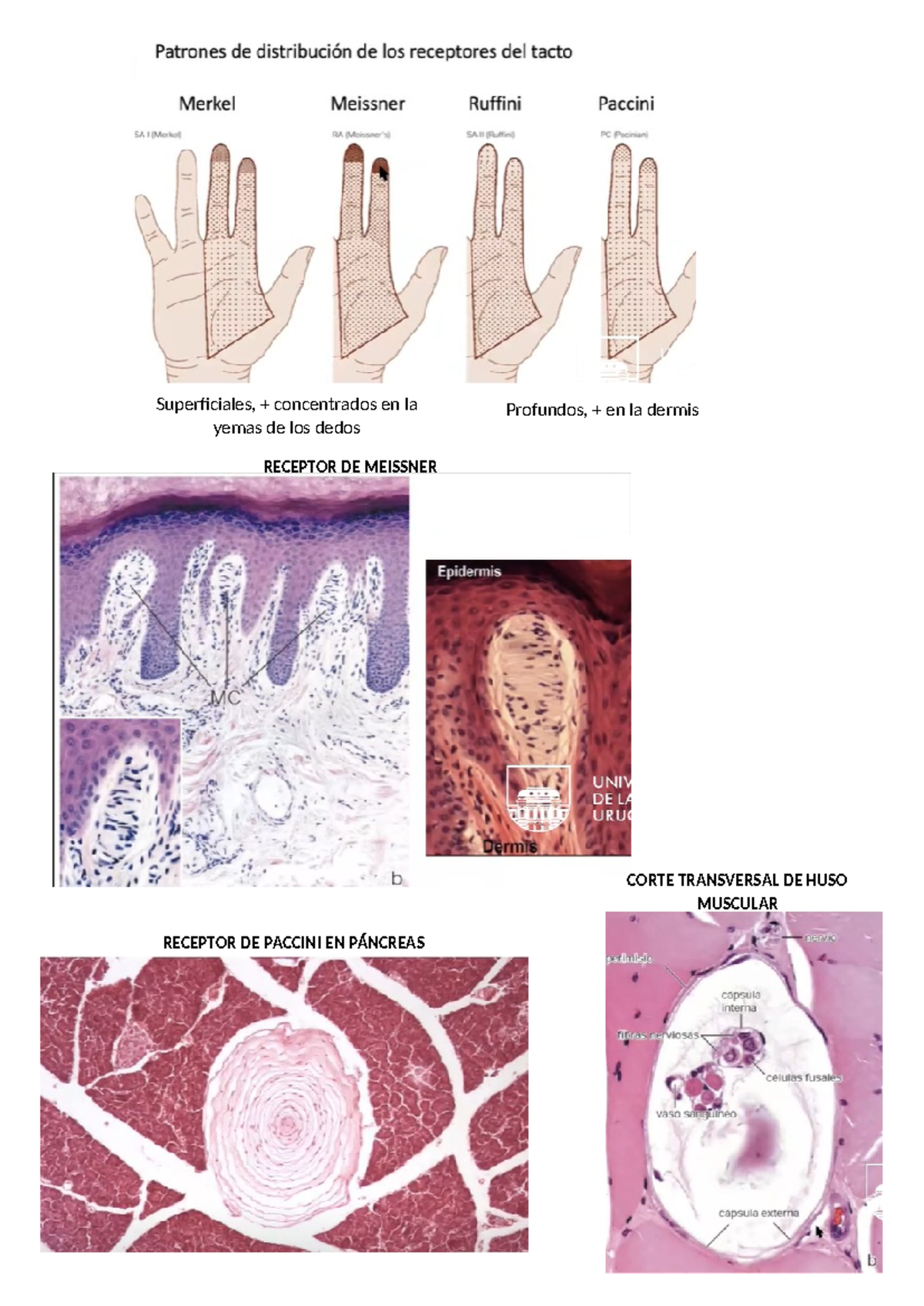 Receptores - histo ncr - RECEPTOR DE MEISSNER RECEPTOR DE PACCINI EN ...