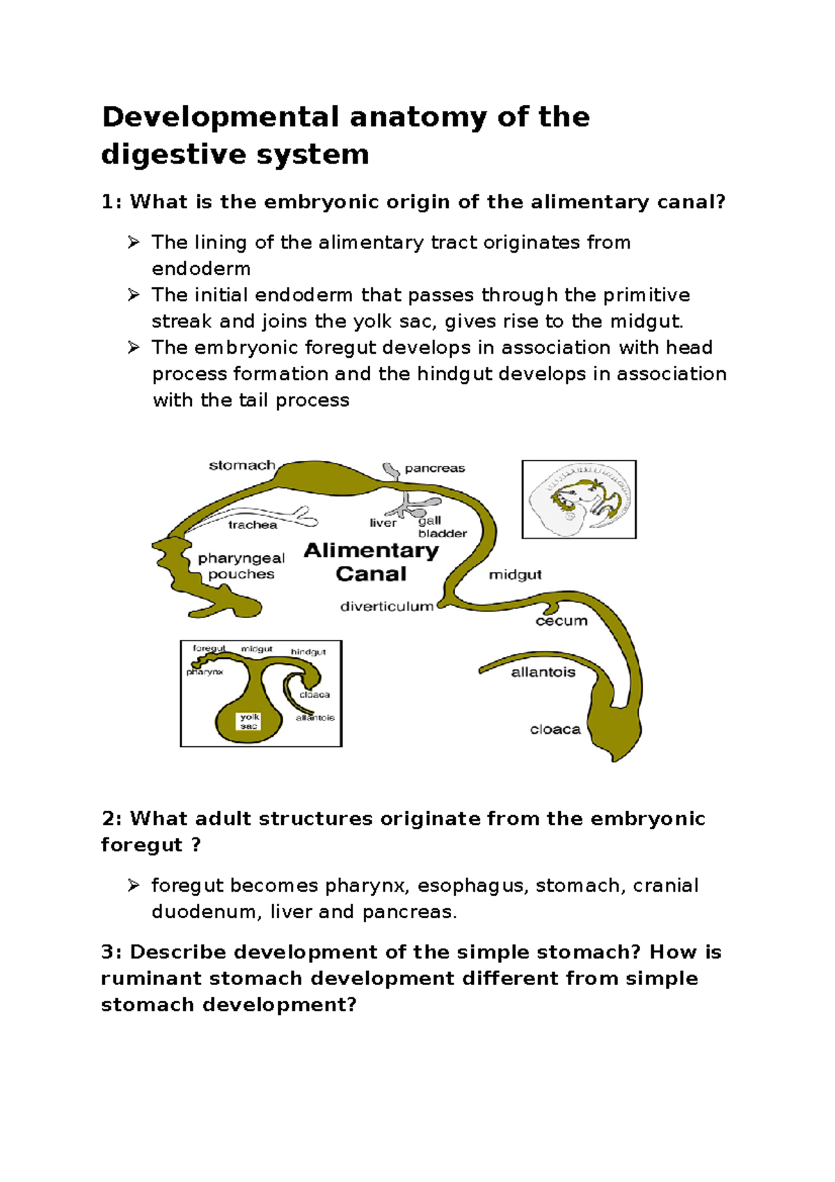 Developmental anatomy of the digestive system - Developmental anatomy ...