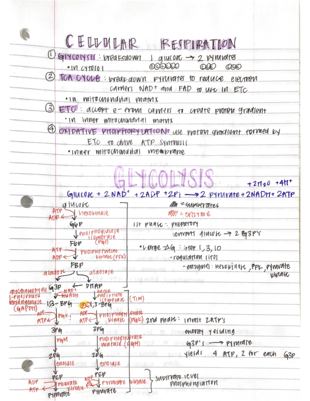 Glycolysis - This is a KEY summary of Cellular respiration from this ...