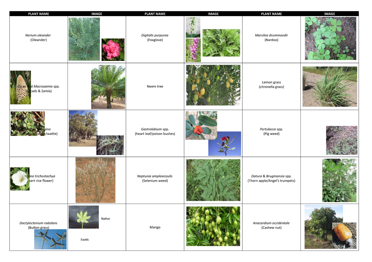 Poisonous Plant Agronomy - Images - Nerium oleander (Oleander ...