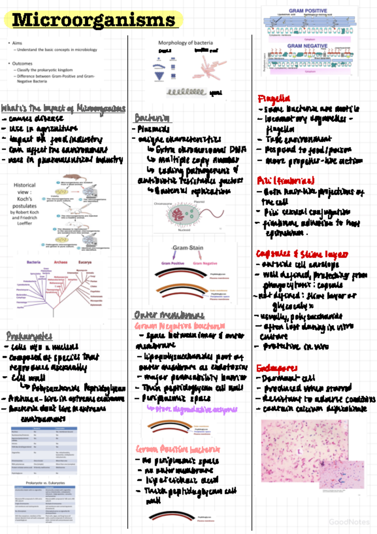 2. Microorganisms - Lecture Notes - Microorganisms COCMS bacillus rod ...