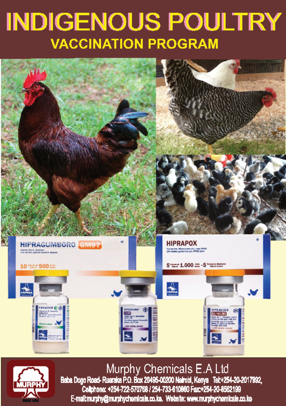 Indigenous-poultry-program - agriculture education and extension ...