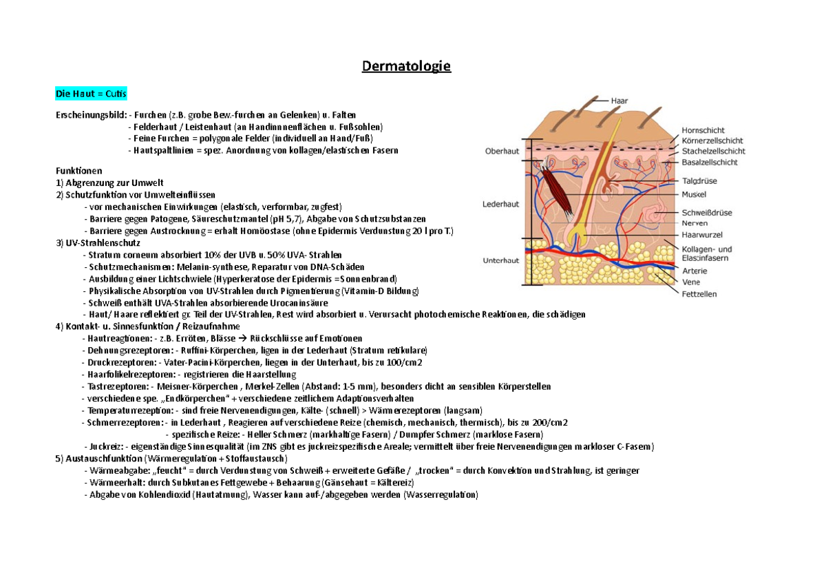 Zusammenfassung Dermatologie 14 - Dermatologie Die Haut = Cutis ...