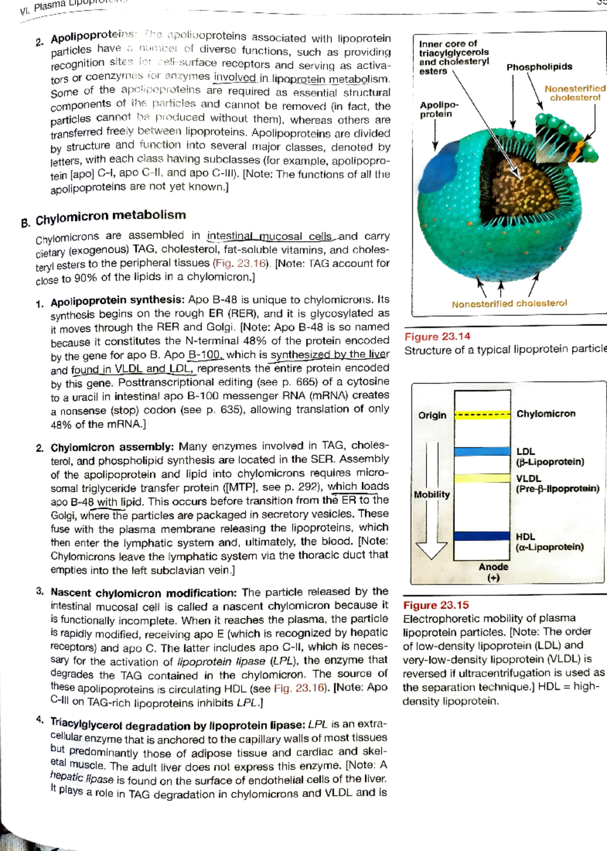 Lipoprotein synthesis and transportation and it's types - VI. Plasima ...