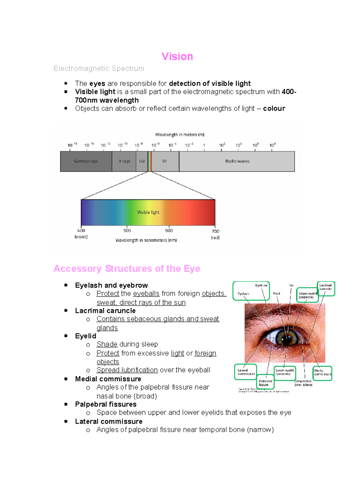 the anatomy of vision in humans - MOD005669 - Anglia - Studocu