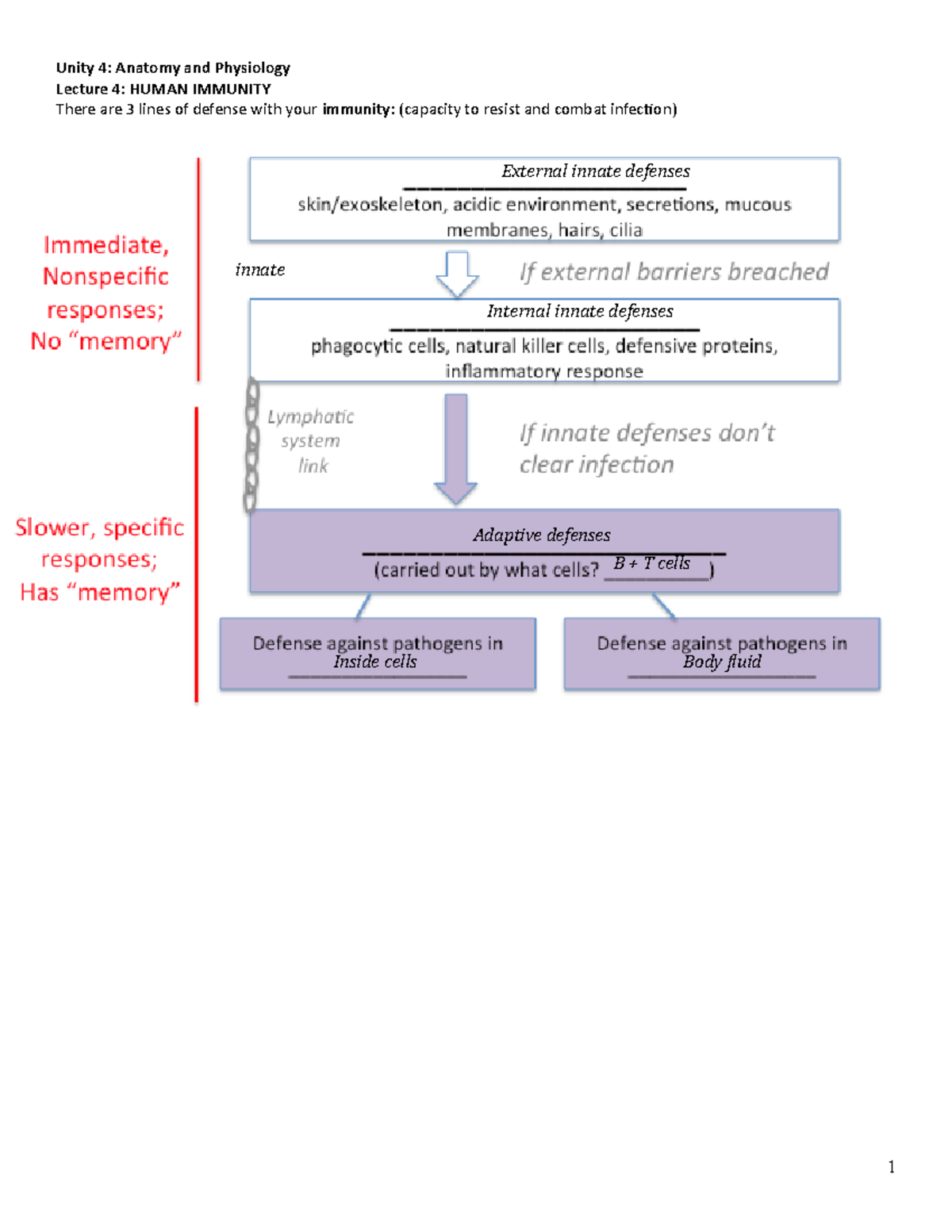 Unit4 4 Immunity - Unity 4: Anatomy and Physiology Lecture 4: HUMAN ...