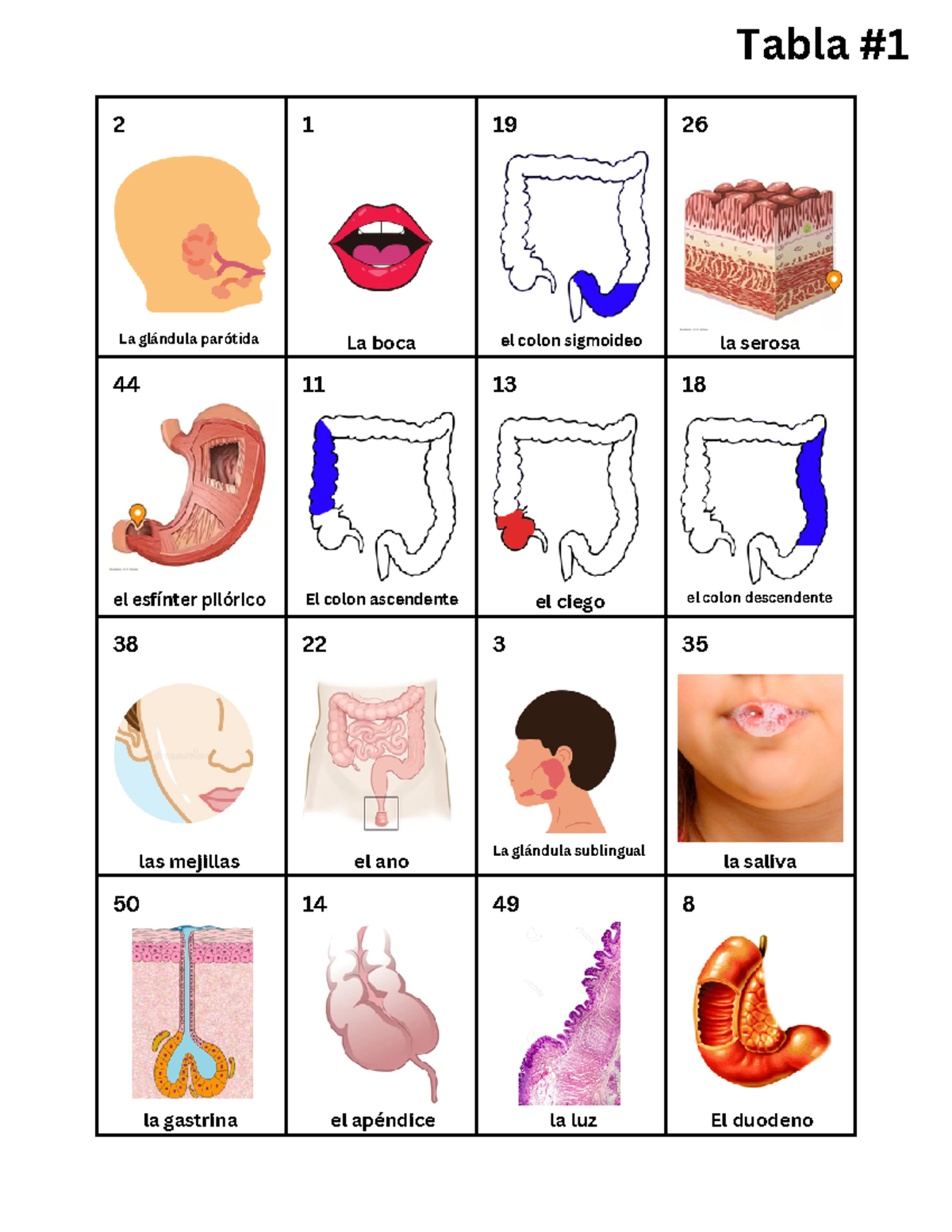 Dinámica de aprendizaje (Lotería del sistema digestivo) - 2 1 19 26 44 ...