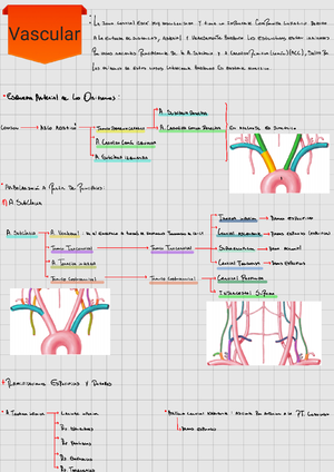 Solemne 1 anato - anatomia - Universidad Andrés Bello - Studocu