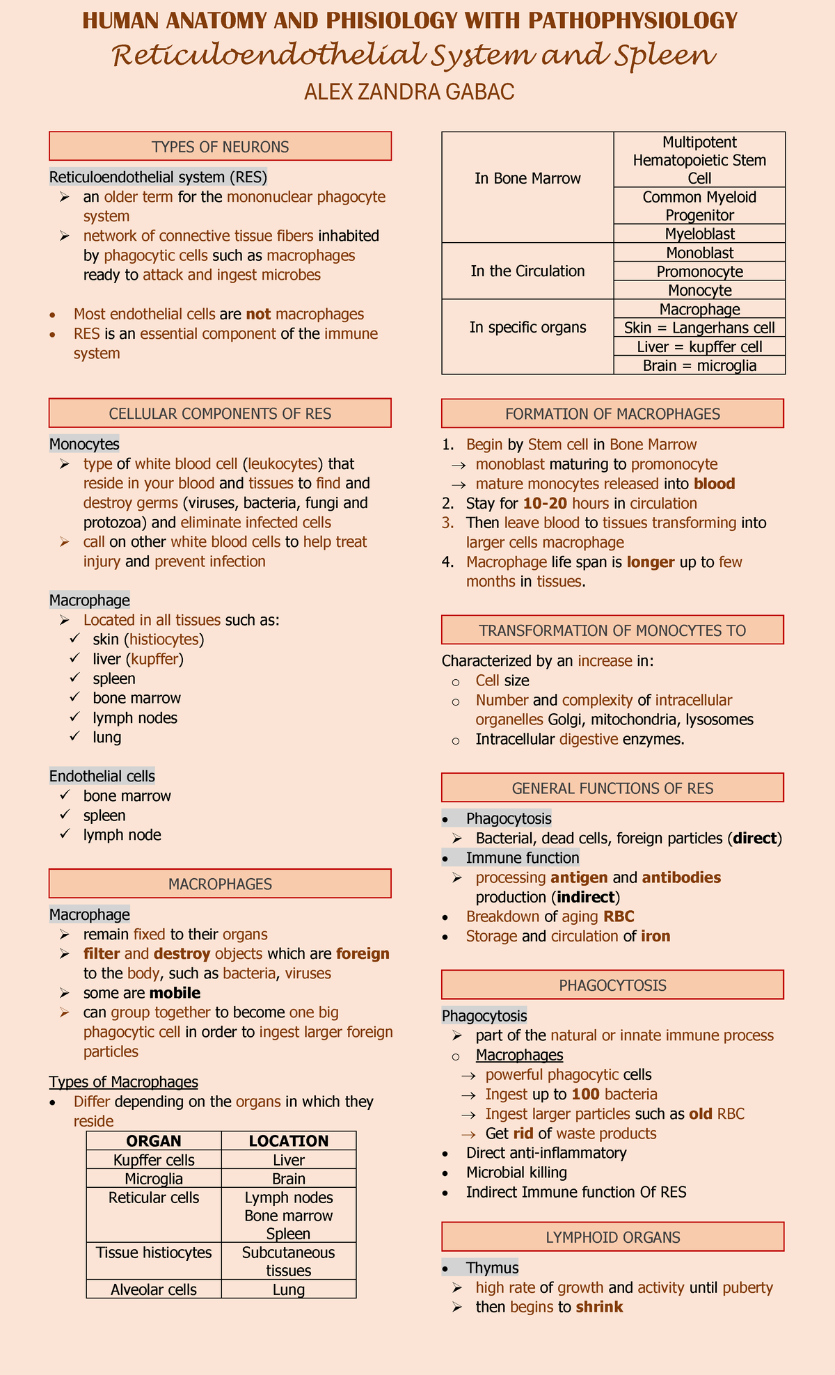 RES - human anatomy - HUMAN ANATOMY AND PHISIOLOGY WITH PATHOPHYSIOLOGY ...