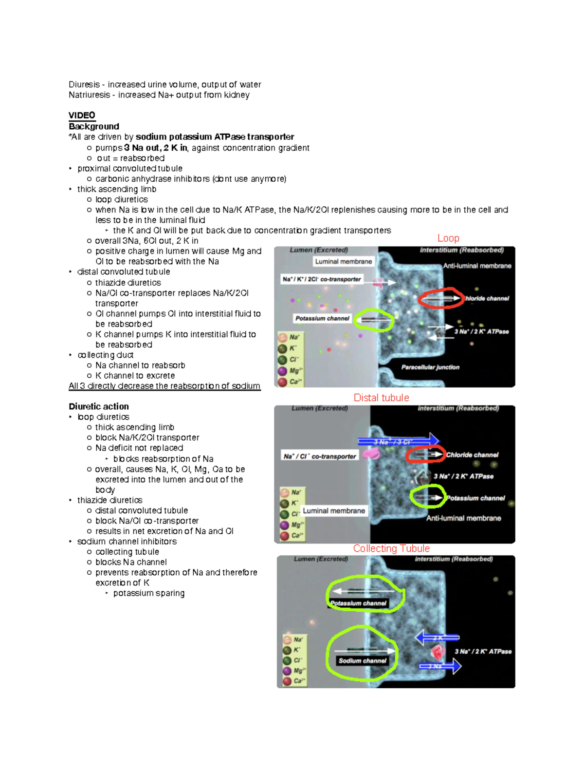 Diuretics - Study guide - Diuresis - increased urine volume, output of ...