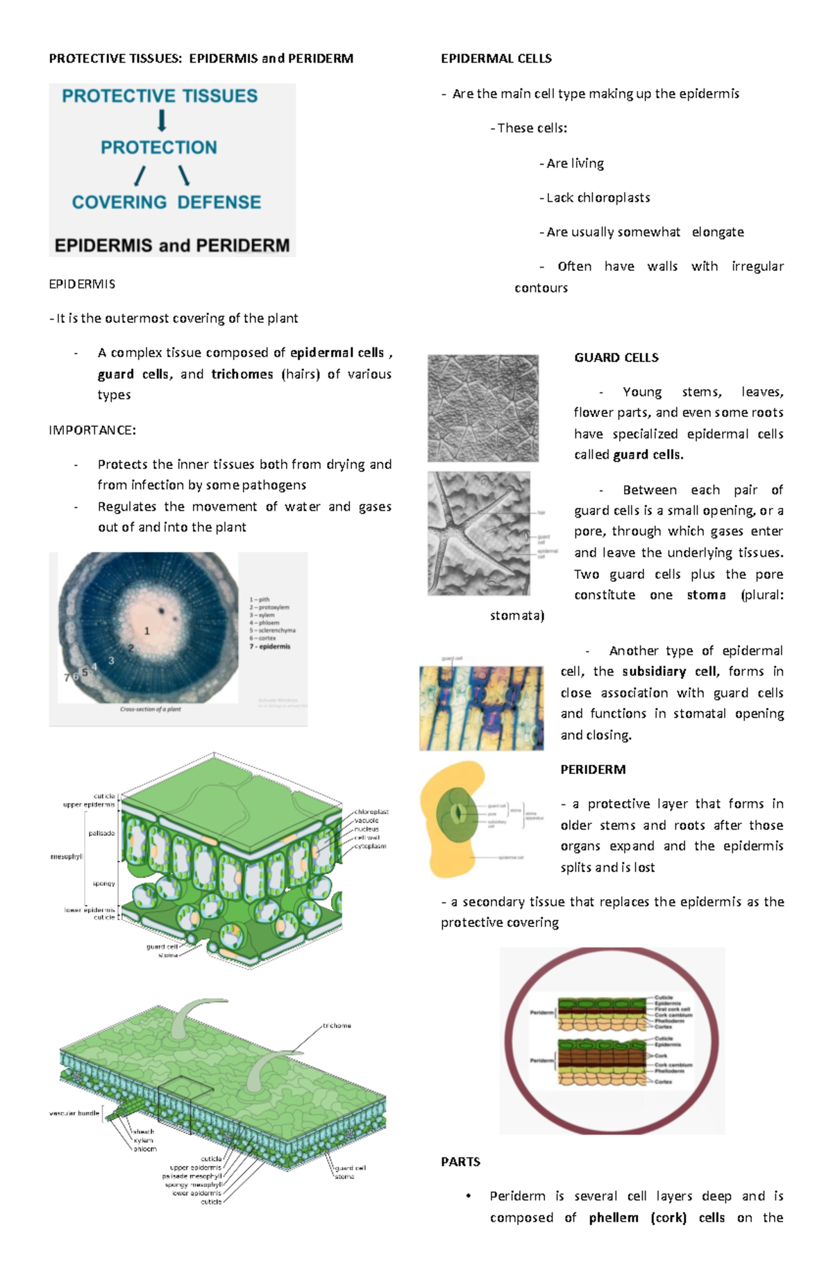Mamalo-Botany BIO102 ( LECTURE ) - PROTECTIVE TISSUES: EPIDERMIS and ...