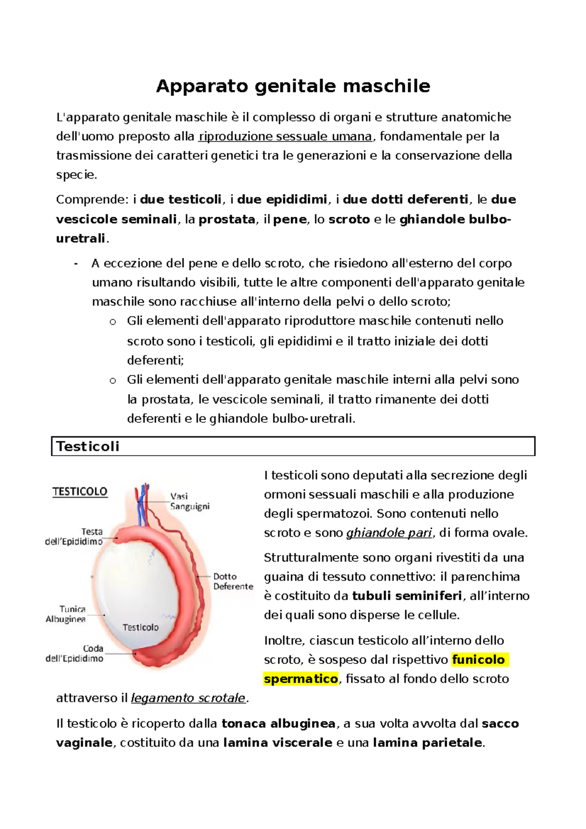 Apparato genitale maschile - Apparato genitale maschile L'apparato ...