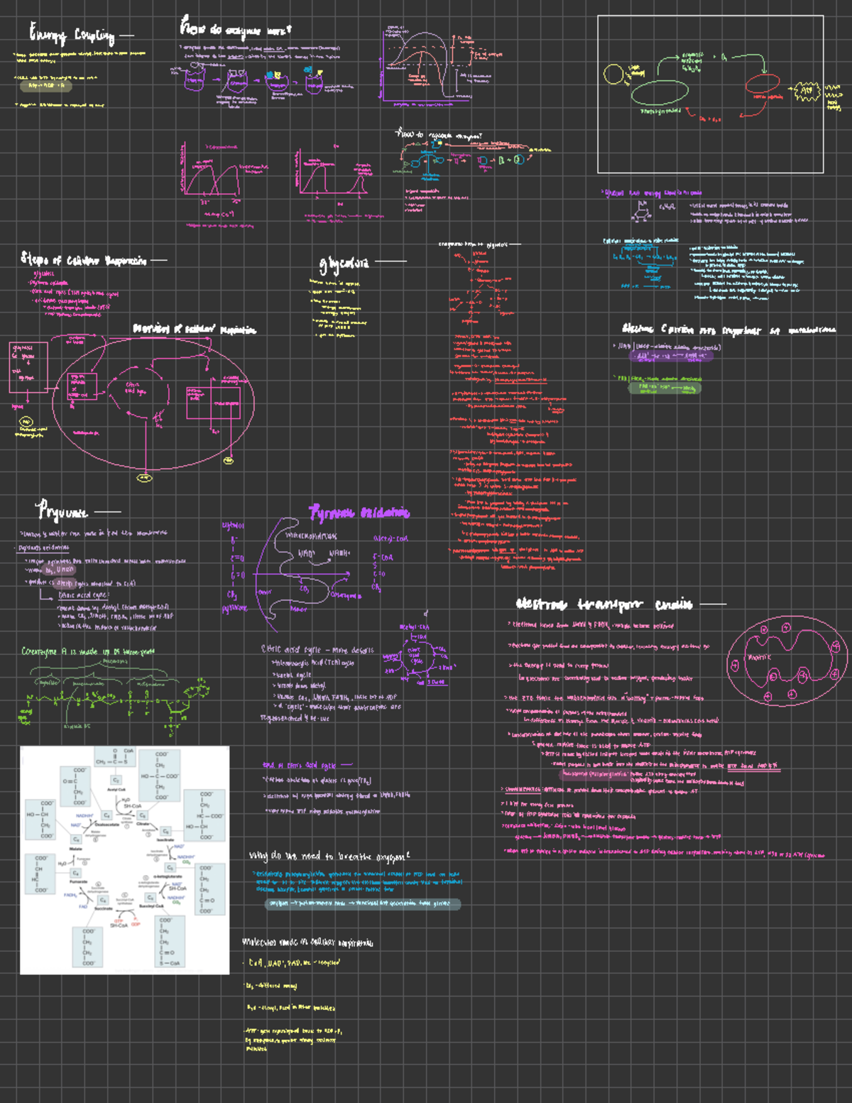 Bio 5A P11 - nucleus, Golgi apparatus, insulin, chloroplasts - Energy ...