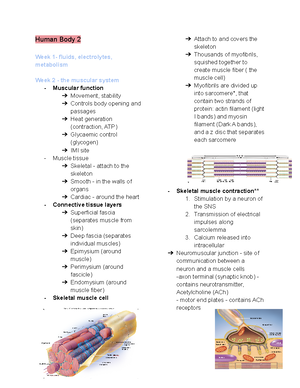 Tissues[ 62] - human body 2 - Tissues What are tissues? Group of ...
