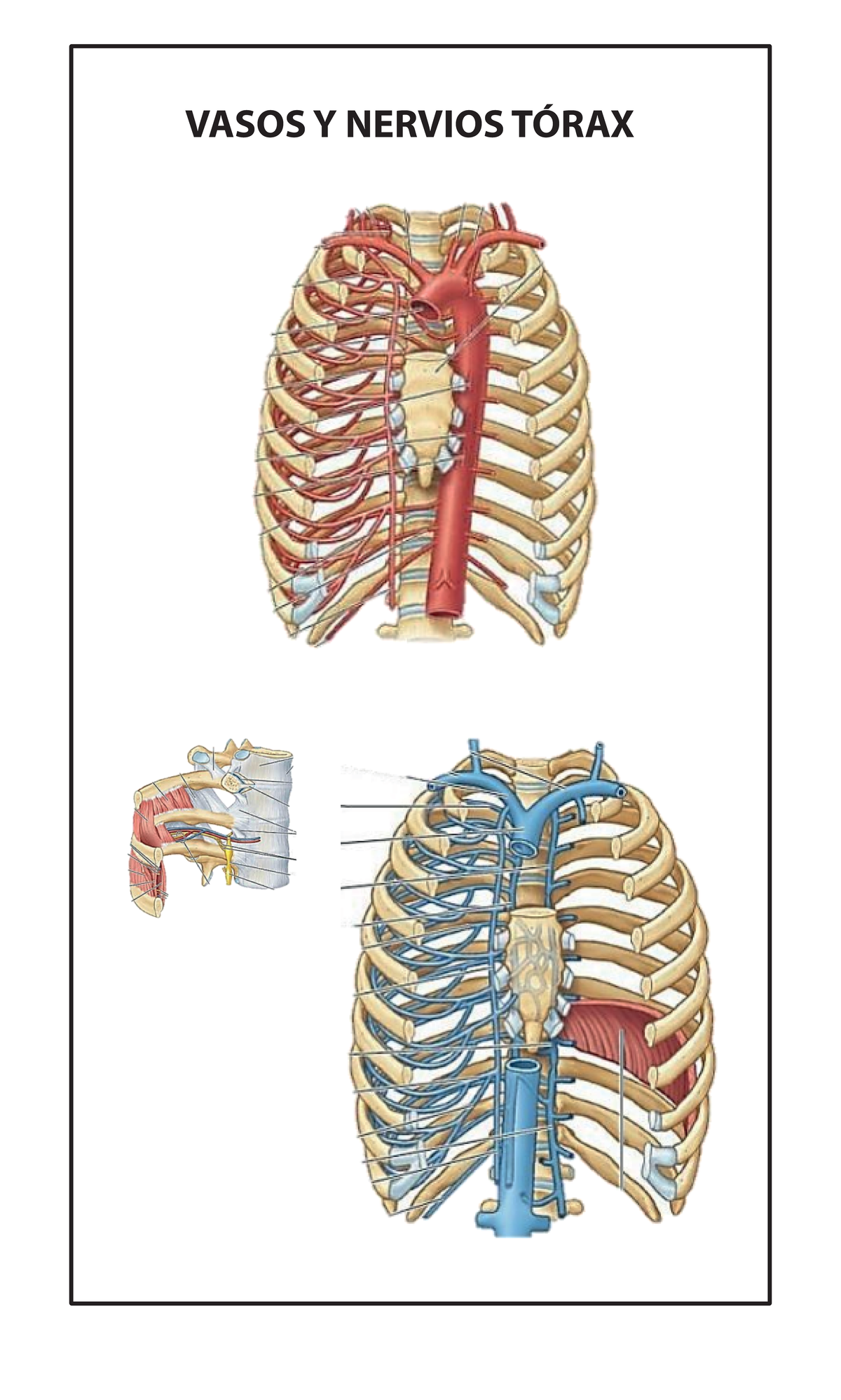 Banner 2 - Imagenes de anatomia humana - Anatomía Humana - VASOS Y ...
